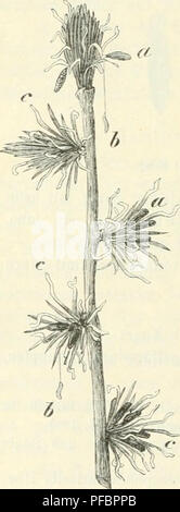 This German work discusses forest ecosystems, tree species, and their ...