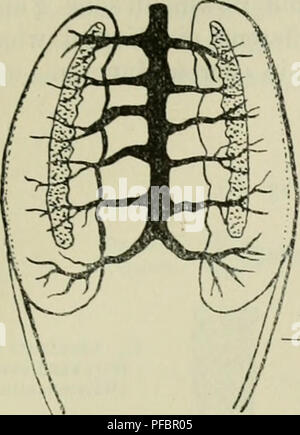 . Comparative anatomy of vertebrates. Anatomy, Comparative; Vertebrates ...