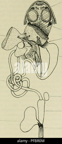 . The biology of the frog. Frogs. THE EXCRETORY SYSTEM 207 Structure ...