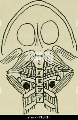 A detailed illustration from 'The Anatomy of the Frog' showing ...