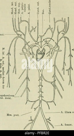 This illustration focuses on the lymphatic system, specifically the ...