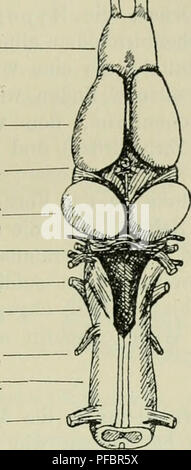 . The biology of the frog. Frogs. THE CIRCULATORY SYSTEM 289 External ...