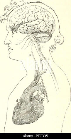 A scientific work detailing internal organs and anatomy of the Echidna ...