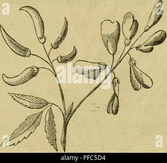 This guide to identifying and classifying wild plants in Germany ...