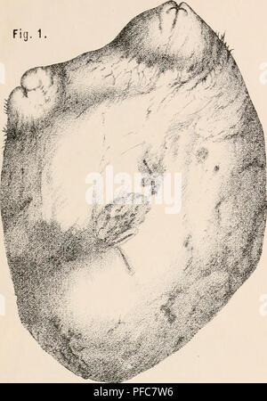 This catalogue provides detailed descriptions of the Tunicata, a group ...