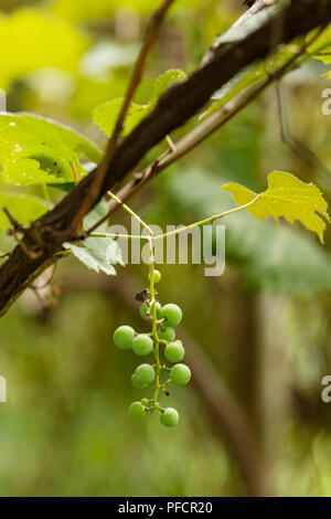 Wild grapes (Vitis) growing on a vine Stock Photo - Alamy