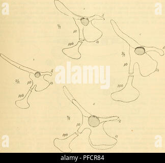 A study of flying reptiles, specifically Pterosaurs, analyzing the ...