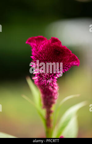 Pink coxcomb (Celosia) growing in a summer garden Stock Photo - Alamy