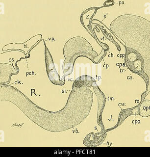 This scientific paper focuses on the central nervous system of ...