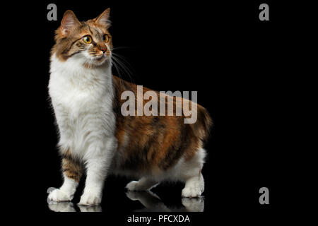 Crouch Ginger with white Kurilian Bobtail Cat without tail on isolated ...