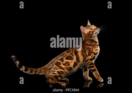 Bengal male cat standing up Stock Photo - Alamy