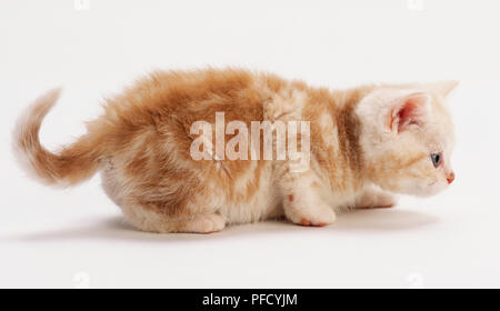 Kitten Crouching How To Draw Cat Crouching Down Ready To Pounce