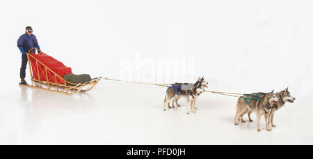 Man being pulled by sled dogs on cross country skis, Banff, Alberta ...