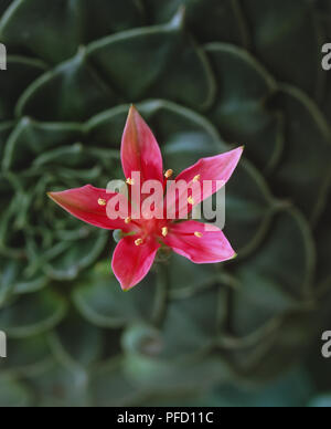 Close-up of star shaped cactus. Thorn cactus Stock Photo - Alamy