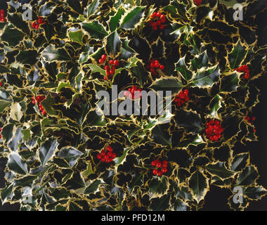 Holly (Ilex sp.) leaves and berries Stock Photo - Alamy