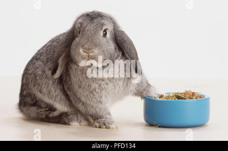 a grey floppy eared rabbit Stock Photo - Alamy