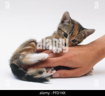 Cute cat playing with woman's hand in the street Stock Photo - Alamy