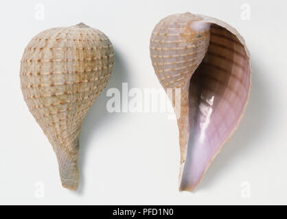 Gastropods Pear Shaped Shells Stock Photo - Alamy