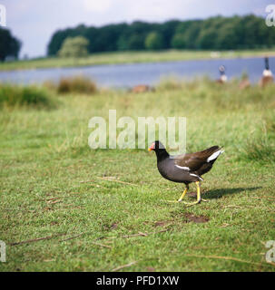 Moorhen Standing on the Grass Stock Photo - Alamy