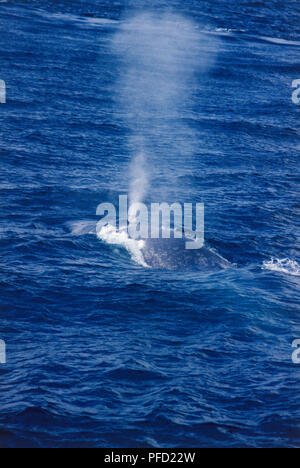 Blue whale blow hole; Blue whale blowing out water; whale spouting ...