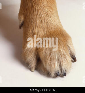 Dog's paws close up Stock Photo - Alamy