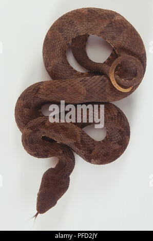 Common lancehead, fer-de-lance, barba amarilla or mapepire balsain ...