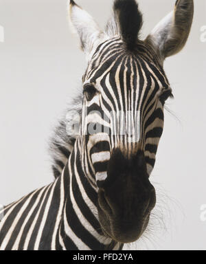 zebra ears forward Stock Photo - Alamy