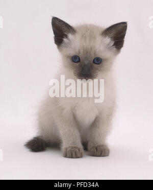 Cute kitten with blue eyes sits in green grass Stock Photo - Alamy