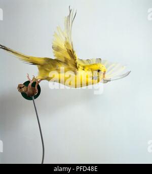 Side view of Budgerigar bird flying, blue rainbow colloration,isolated ...