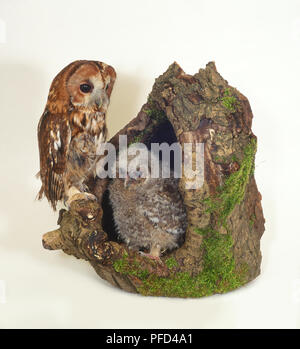 TAWNY OWL chick outside nest Strix aluco England Stock Photo - Alamy