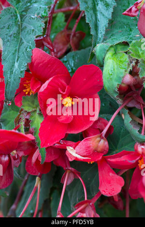 begonia F1 super cascade red Stock Photo - Alamy