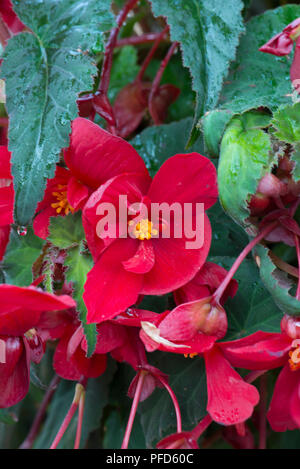 begonia F1 super cascade red Stock Photo - Alamy