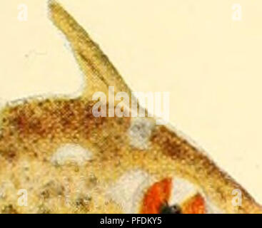 This work details the oceanographic studies conducted by the Norwegian ...