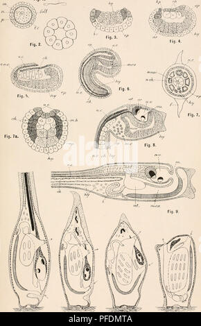This catalog provides a detailed description of Tunicata species housed ...
