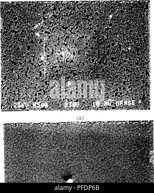 This study examines the deposition process, corrosion, and coloration ...