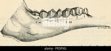 Illustration showing the development of temporary and permanent teeth ...