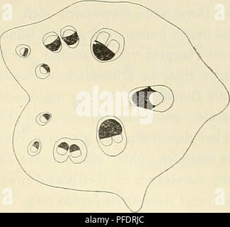 The image illustrates the cellular structure of leaves, focusing on the ...
