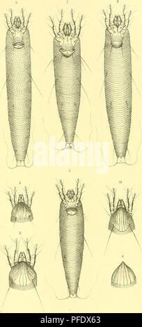 This illustration from the 'Denkschriften' by the Austrian Academy of ...