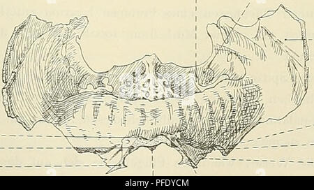 . The anatomy of the human body. Human anatomy; Anatomy. THE TRIGEMINAL ...