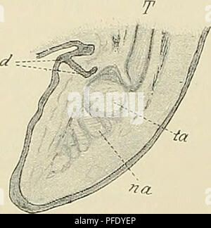 This illustration depicts the hind-foot anatomy of the Trionyx ...