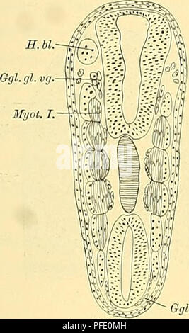 This paper discusses the development of the head and vascular systems ...