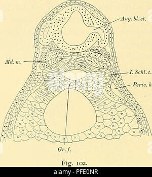 This paper discusses the development of the head and circulatory system ...