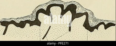 This work explores the development of mammary glands in mammals, with a ...