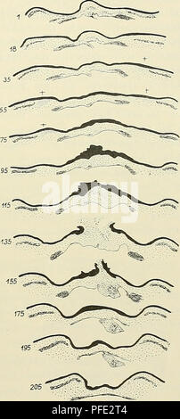 This work describes the early stages of embryonic development in birds ...