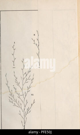 This botanical reference explores the morphology and life cycles of ...
