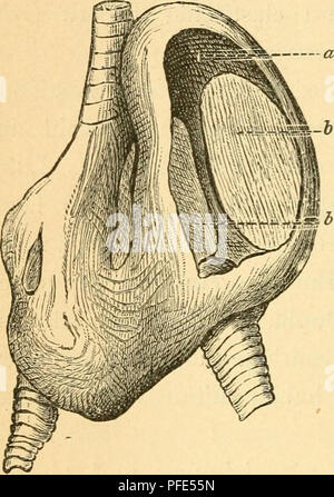 This work explores the respiratory mechanisms in decapod crustaceans ...