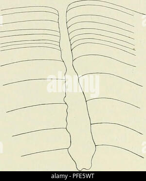 This study examines the structure of skeletal parts in vertebrates ...