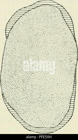 This diagram is part of a study on the comparative anatomy of ...