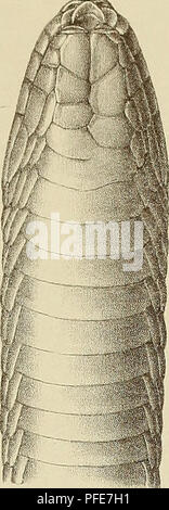 This publication from the Austrian Academy of Sciences examines ...