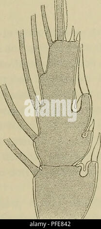 This illustration from the 'Denkschriften' by the Austrian Academy of ...